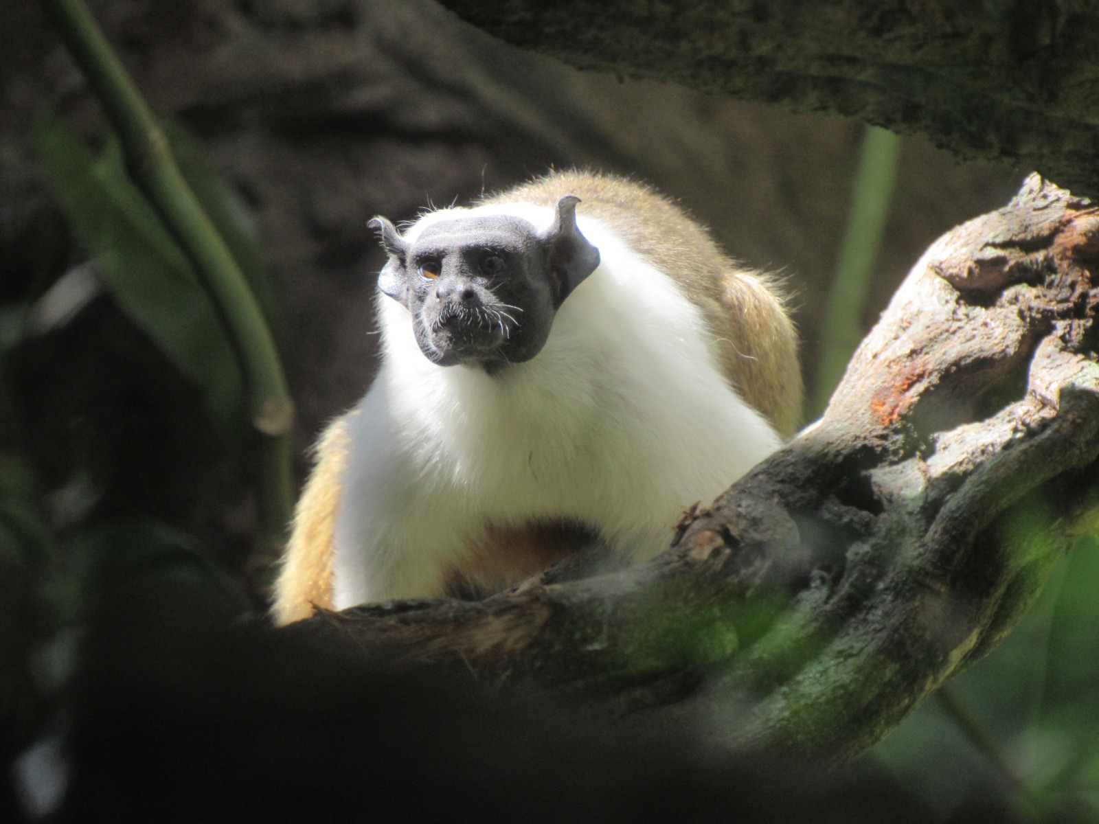 Animália Park – Cotia