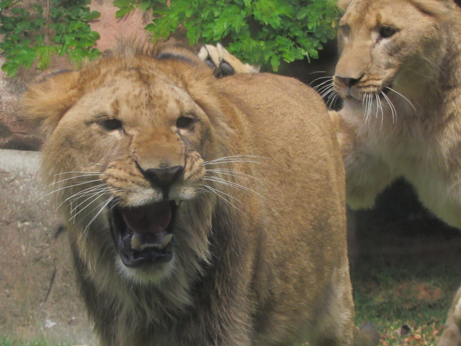 Animália Park – Cotia