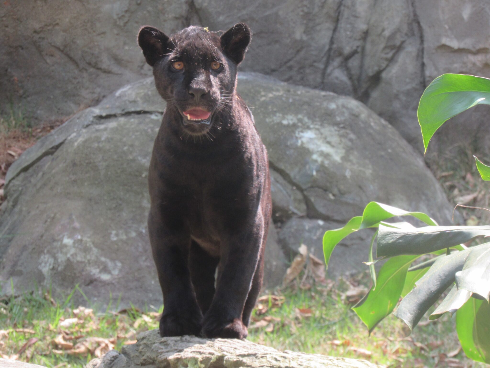 Animália Park – Cotia