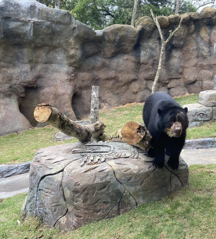 Animália Park – Cotia